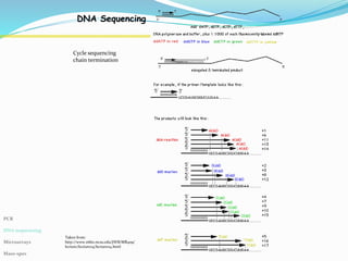 DNA SEQUENCING (1).pptx