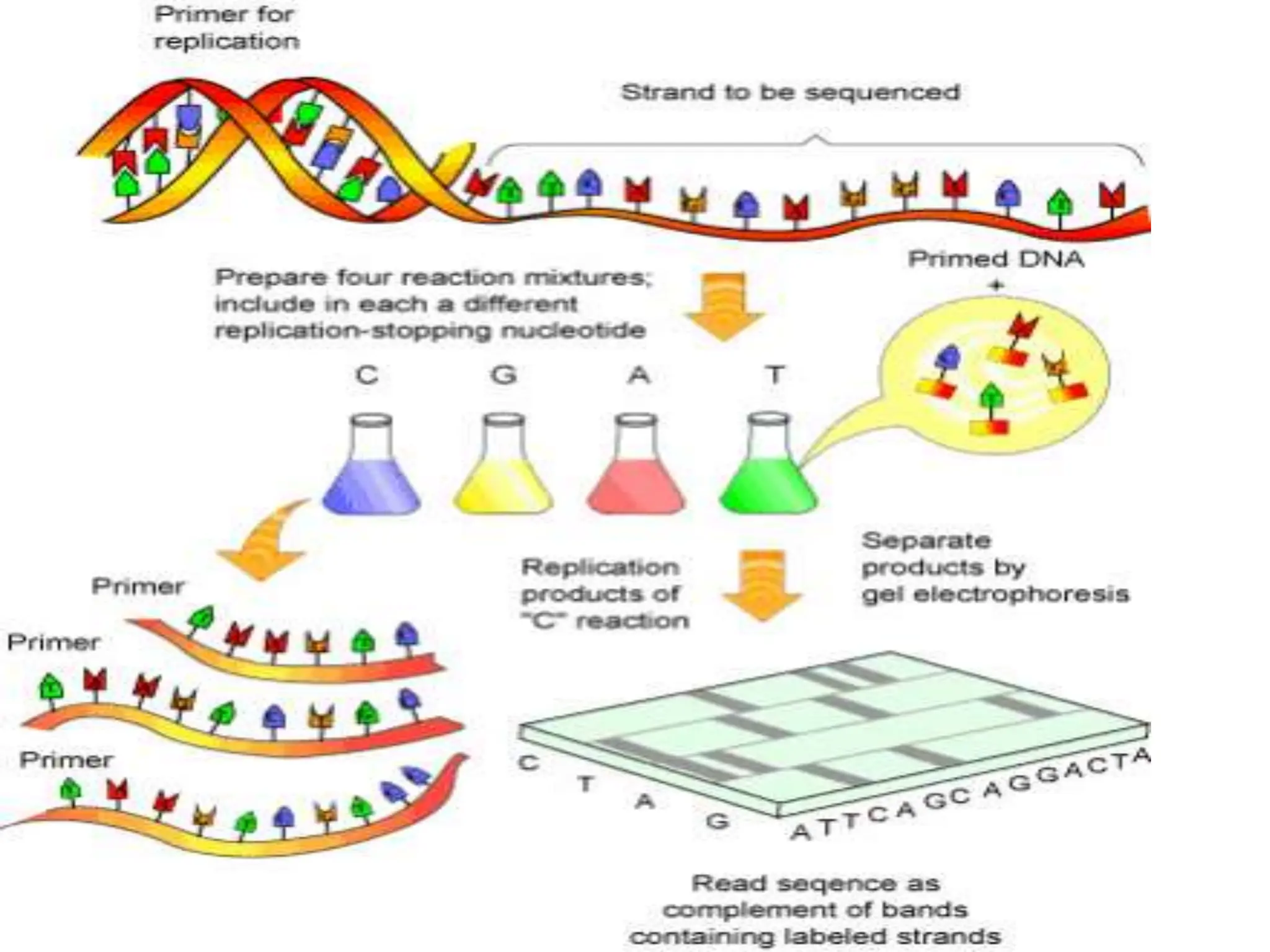Dna Sequencing 1 Pptx