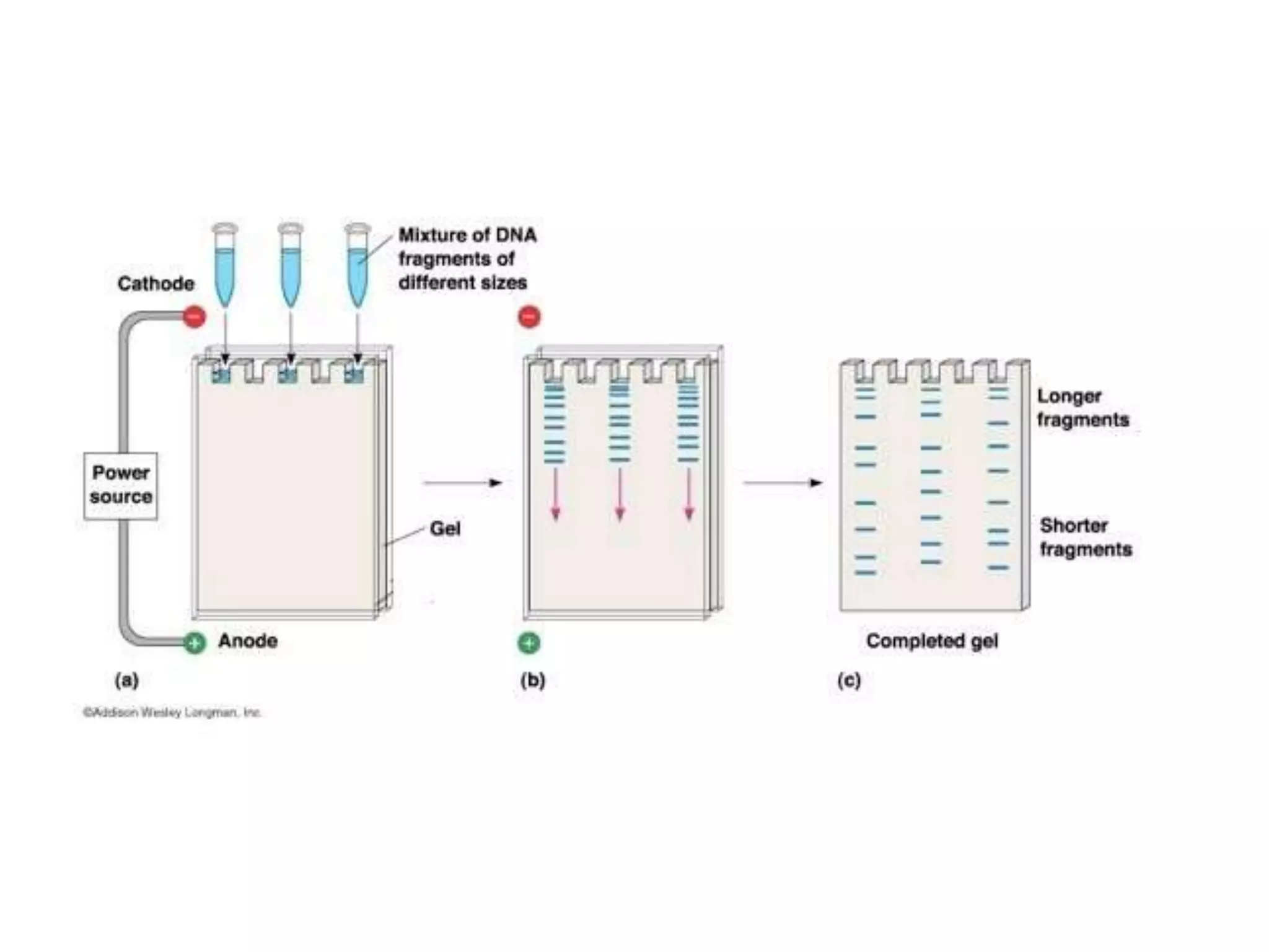 Dna sequencing and its types | PPTX