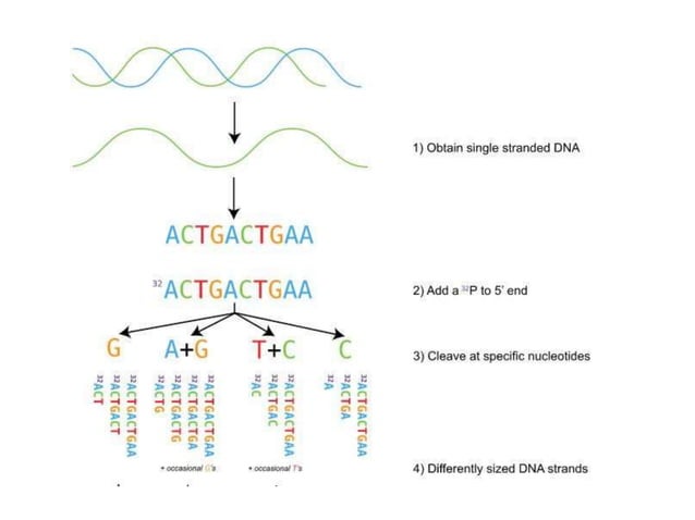 Dna sequencing and its types | PPTX | Chemistry | Science
