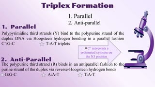 TRIPPLE HELIX DNA | PPTX | Chemistry | Science