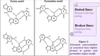 TRIPPLE HELIX DNA | PPTX | Chemistry | Science