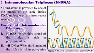 TRIPPLE HELIX DNA | PPTX | Chemistry | Science