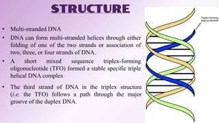 TRIPPLE HELIX DNA | PPTX | Chemistry | Science