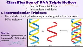 TRIPPLE HELIX DNA | PPTX | Chemistry | Science