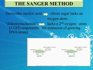 DNA sequencing by fredrick sanger’s method | PPT