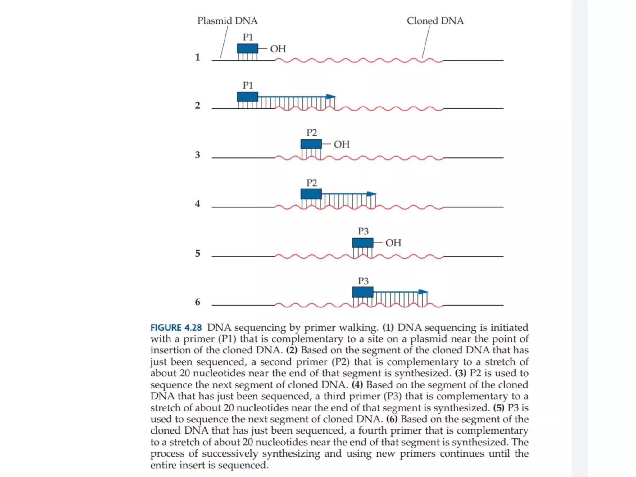 Dna sequencing (bacteriophage m13 and primer walking) | PPTX