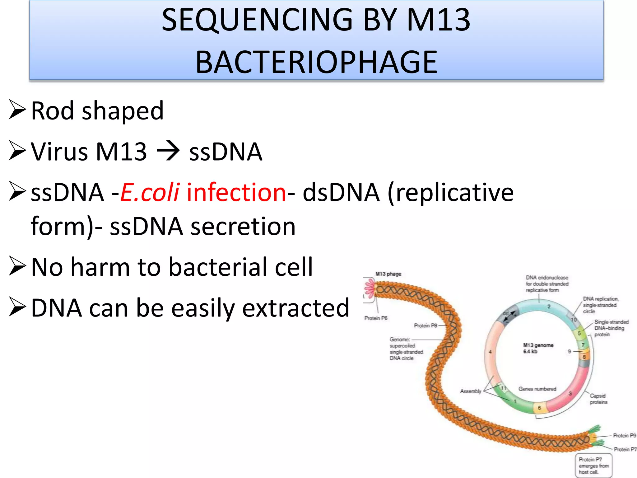 Dna sequencing (bacteriophage m13 and primer walking) | PPTX