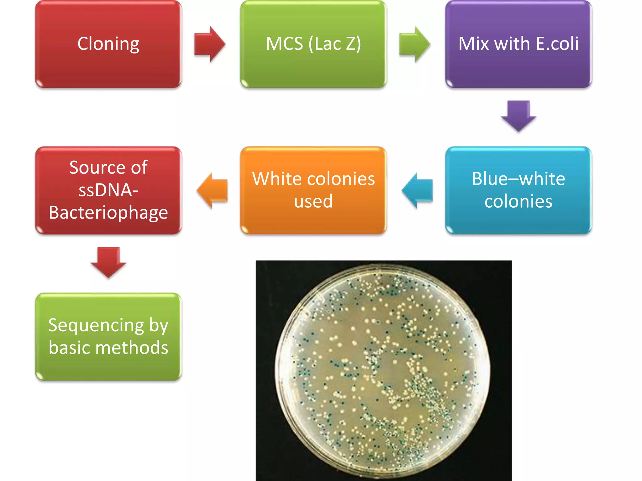 Dna sequencing (bacteriophage m13 and primer walking) | PPTX