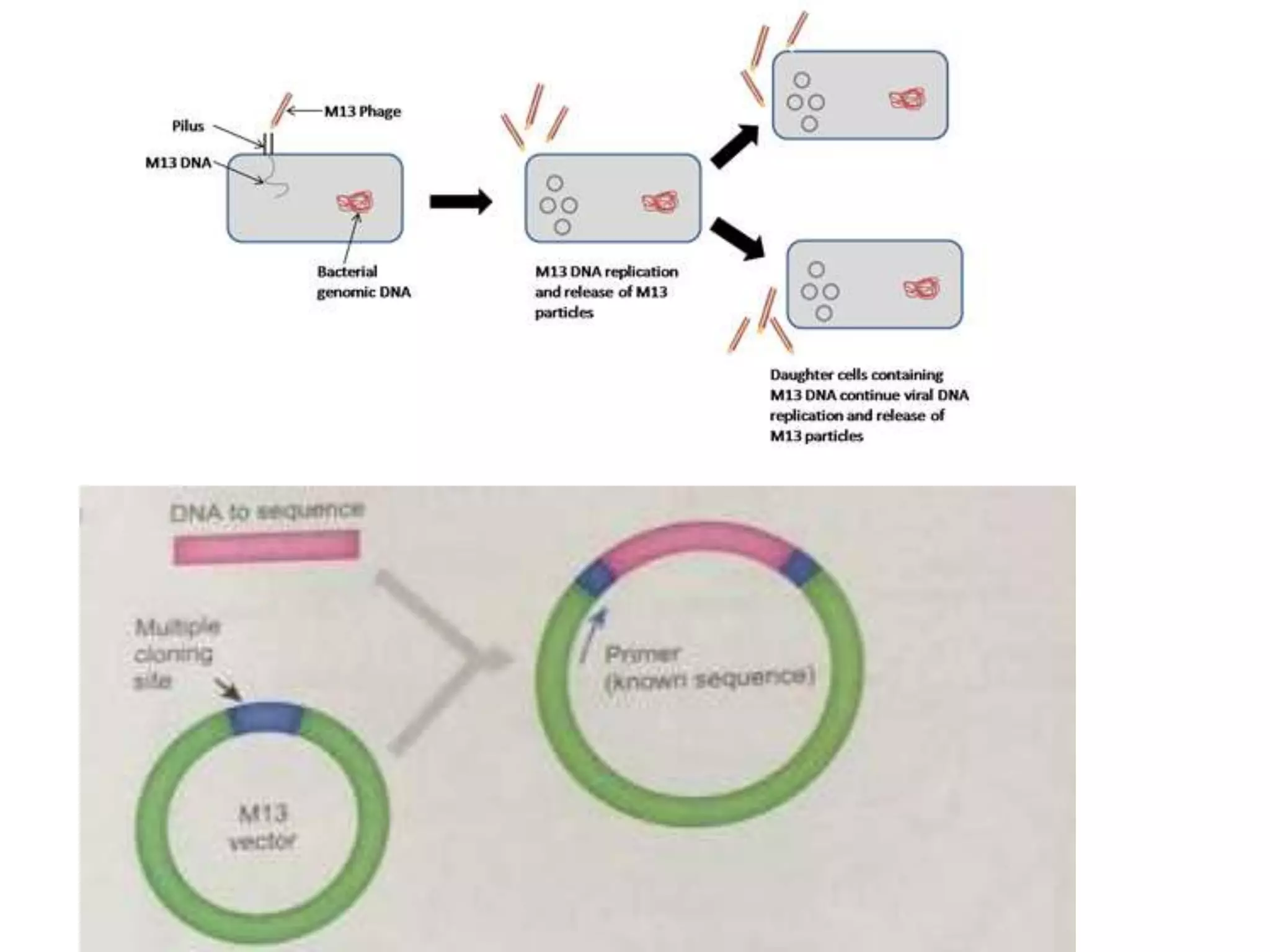 Dna sequencing (bacteriophage m13 and primer walking) | PPTX