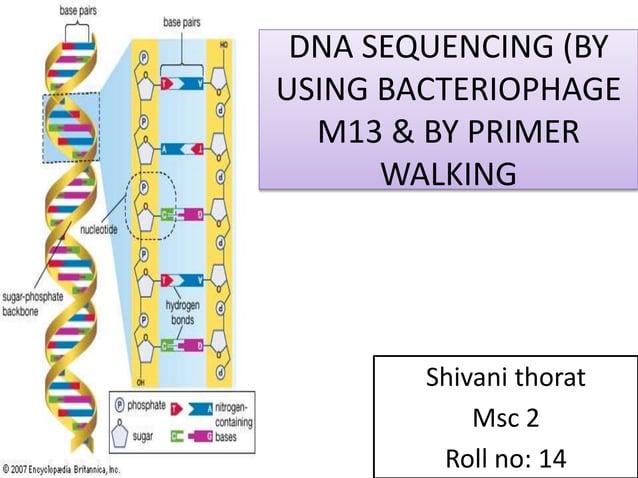 Dna sequencing (bacteriophage m13 and primer walking) | PPTX ...