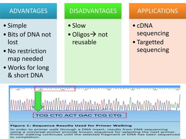 Dna sequencing (bacteriophage m13 and primer walking) | PPTX ...