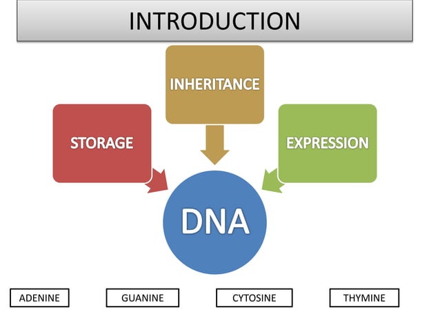 Dna sequencing (bacteriophage m13 and primer walking) | PPTX ...