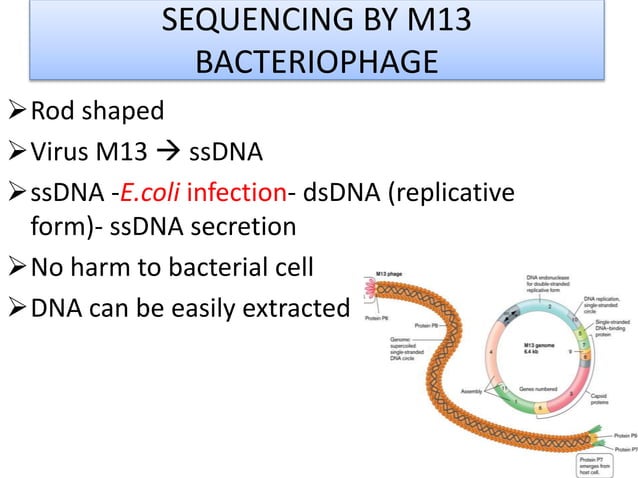 Dna sequencing (bacteriophage m13 and primer walking) | PPTX ...