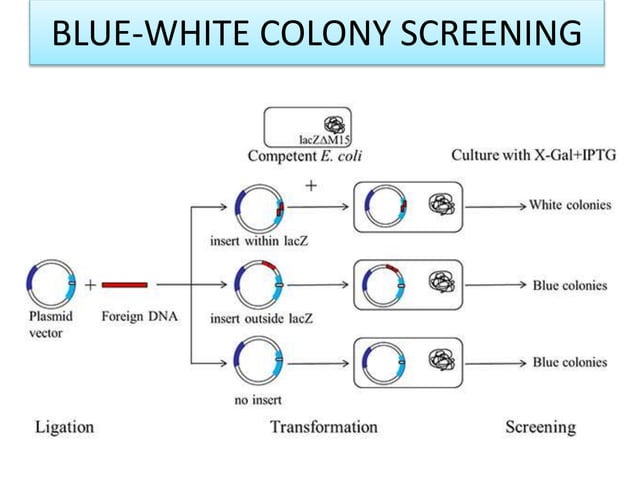 Dna sequencing (bacteriophage m13 and primer walking) | PPTX ...