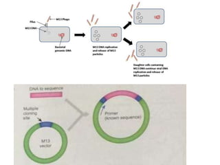 Dna sequencing (bacteriophage m13 and primer walking) | PPTX
