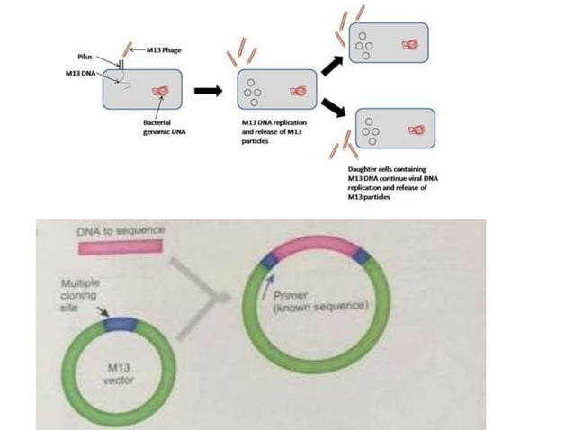 Dna sequencing (bacteriophage m13 and primer walking) | PPTX ...