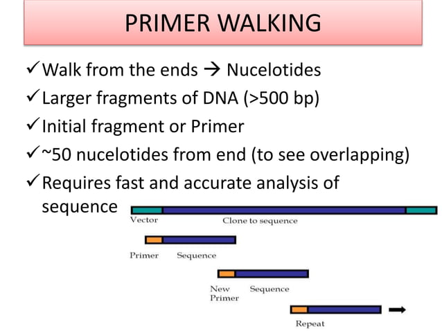 Dna sequencing (bacteriophage m13 and primer walking) | PPTX ...