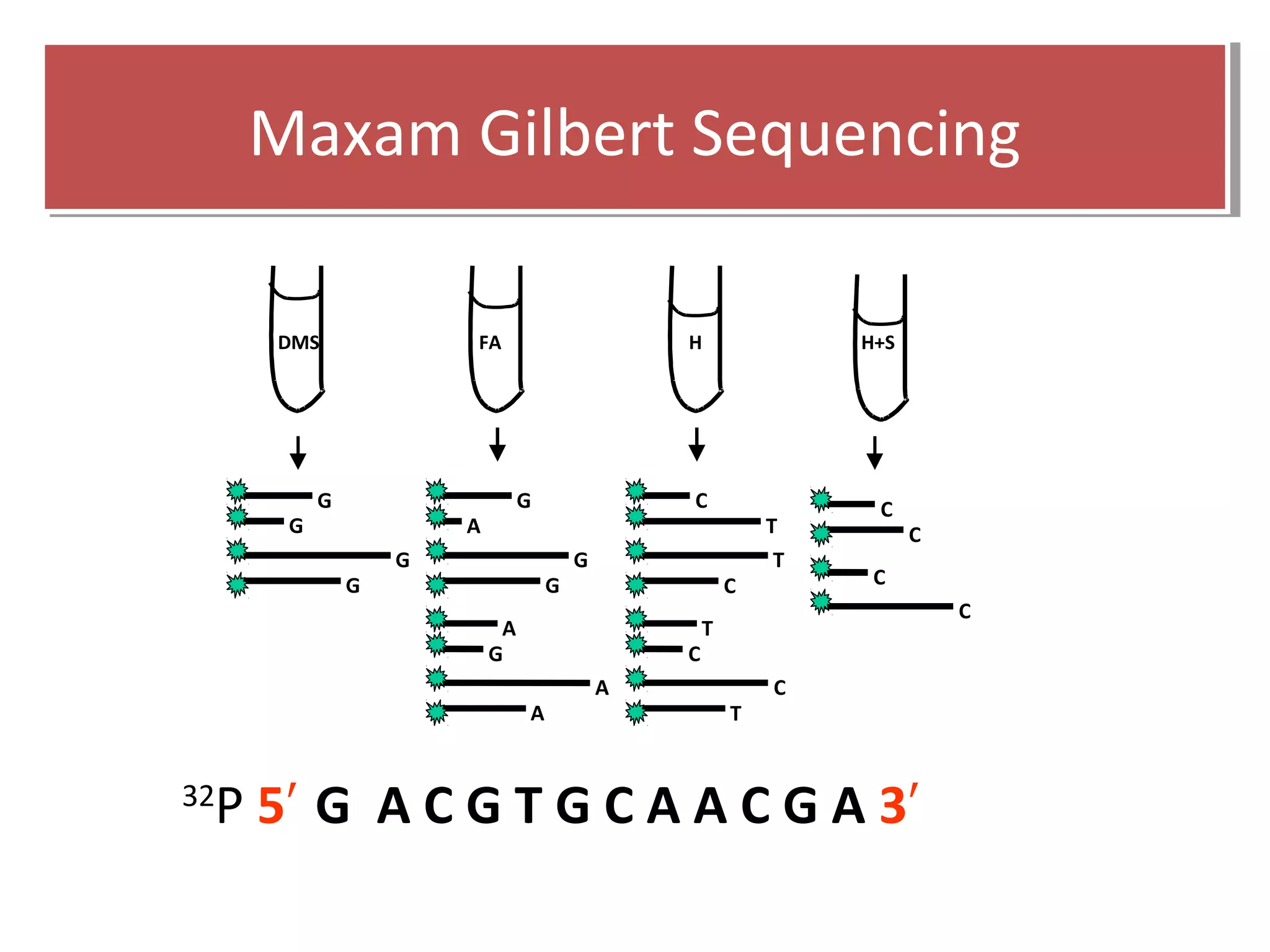 Dna Sequencing Maxam Gilbert And Sanger Sequencing Ppt