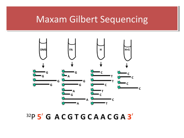 DNA Sequencing : Maxam Gilbert and Sanger Sequencing | PPT