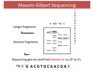 DNA Sequencing : Maxam Gilbert and Sanger Sequencing | PPT