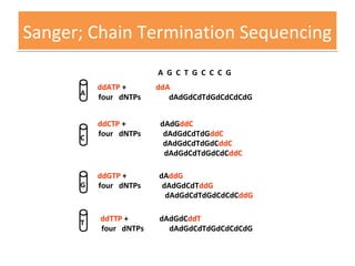 DNA Sequencing : Maxam Gilbert and Sanger Sequencing | PPT