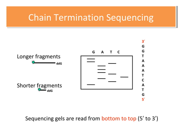 DNA Sequencing : Maxam Gilbert and Sanger Sequencing | PPT