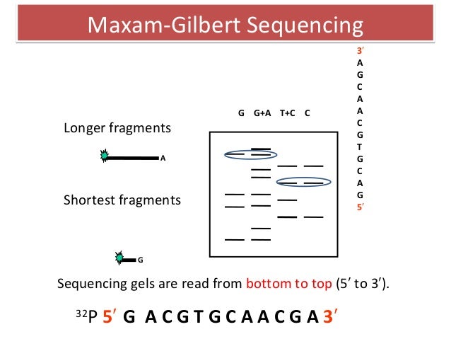DNA Sequencing : Maxam Gilbert and Sanger Sequencing