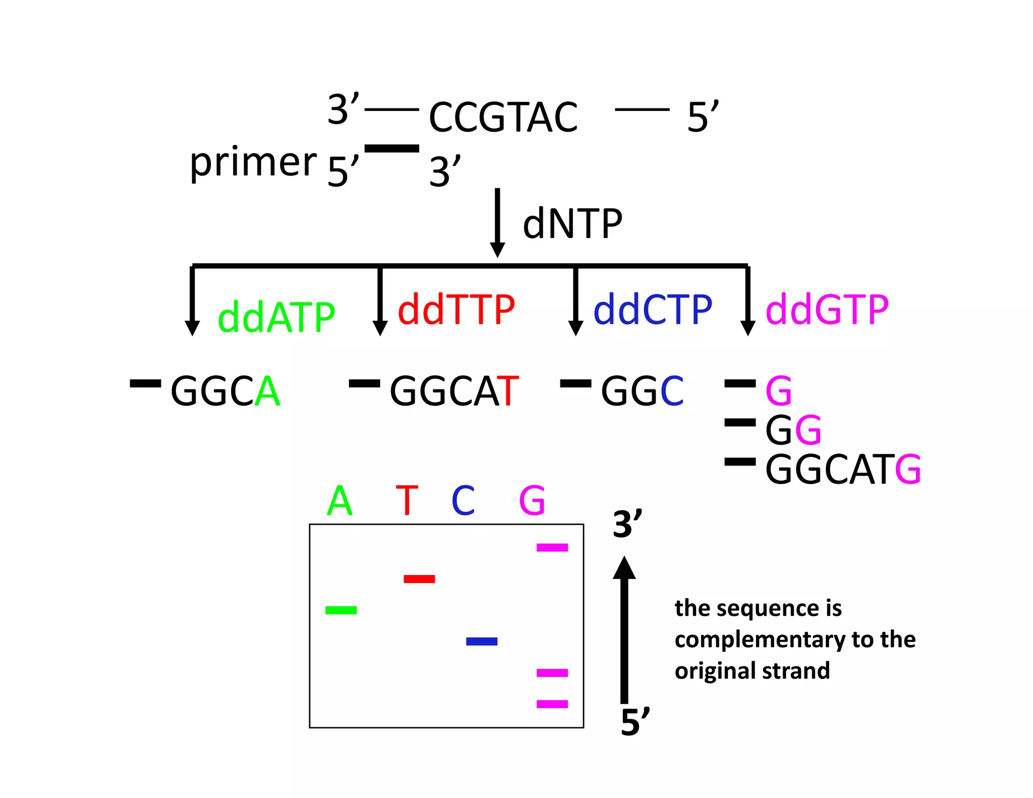 Dna sequencing | PDF