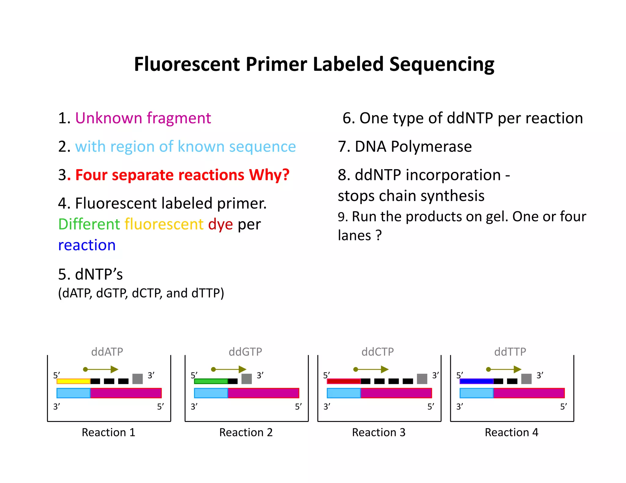 Dna sequencing | PDF