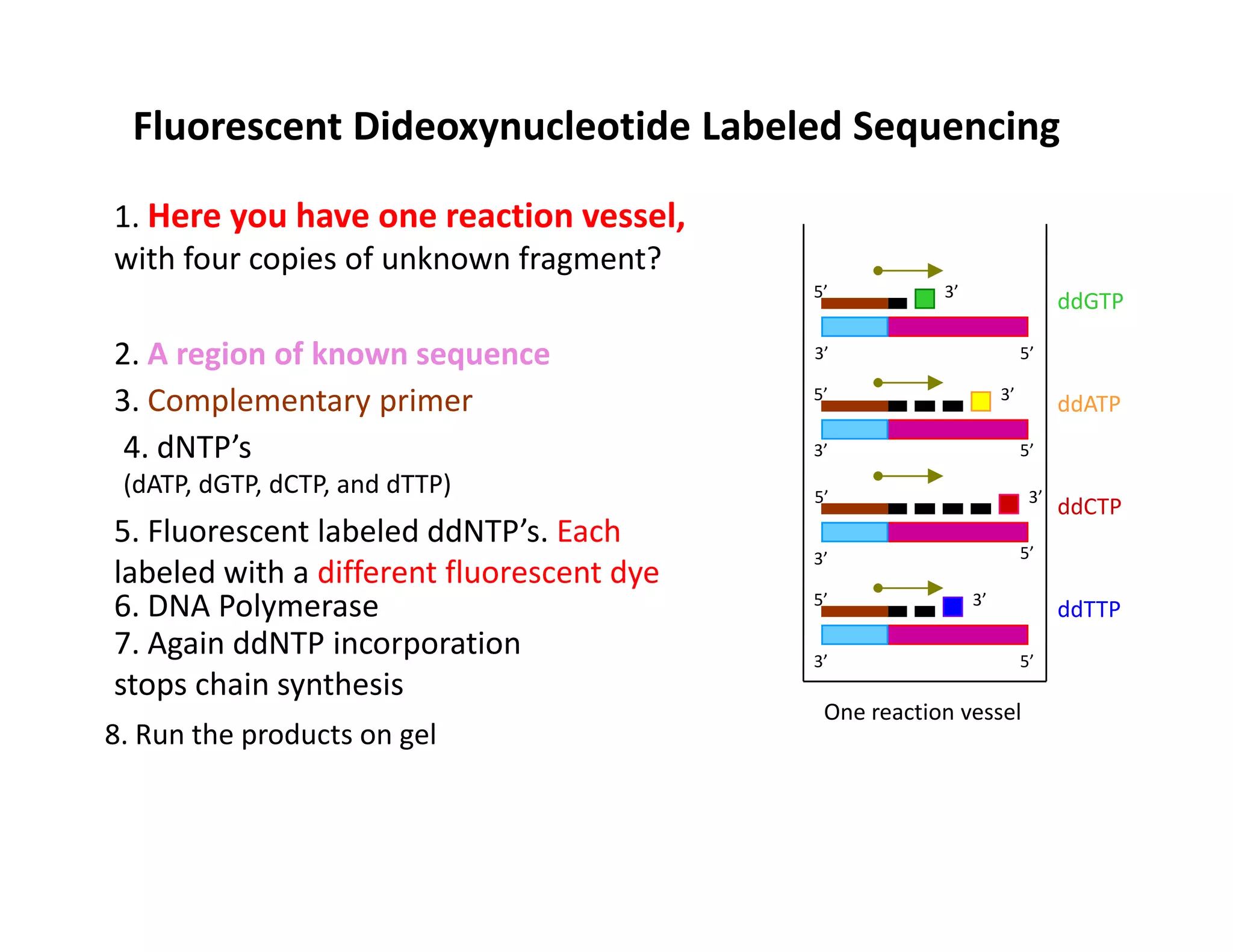 Dna sequencing | PDF