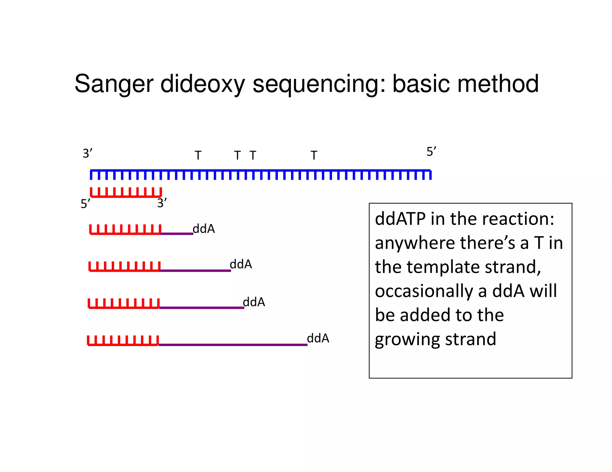 Dna sequencing | PDF | Chemistry | Science