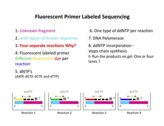 Dna sequencing | PDF