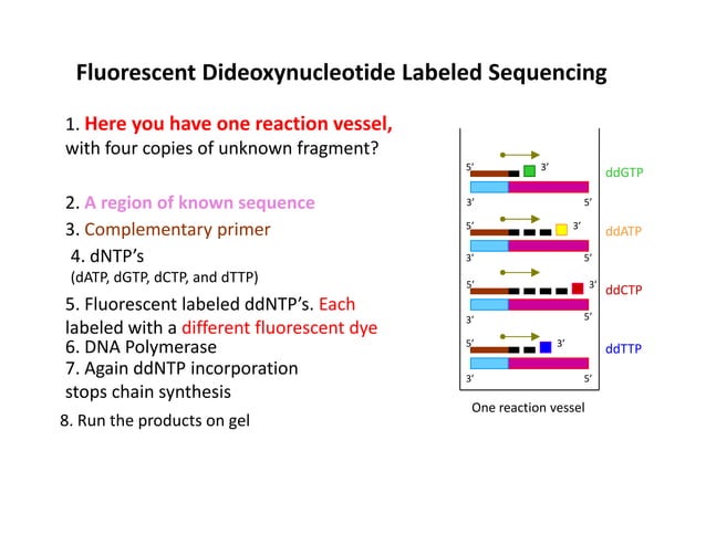 Dna sequencing | PDF | Chemistry | Science