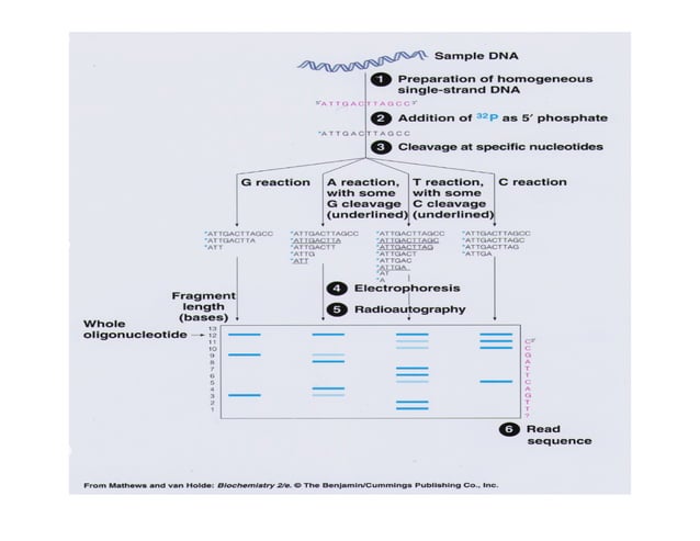 Dna sequencing | PDF | Chemistry | Science