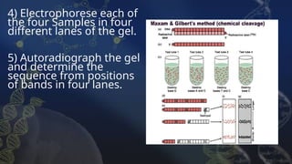 DNA SEQUENCING#GK.pptx introduction to sequencing | PPTX