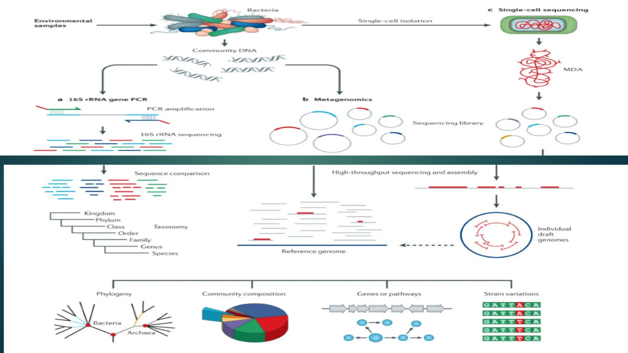 Dna sequencing in classification _microb | PPT