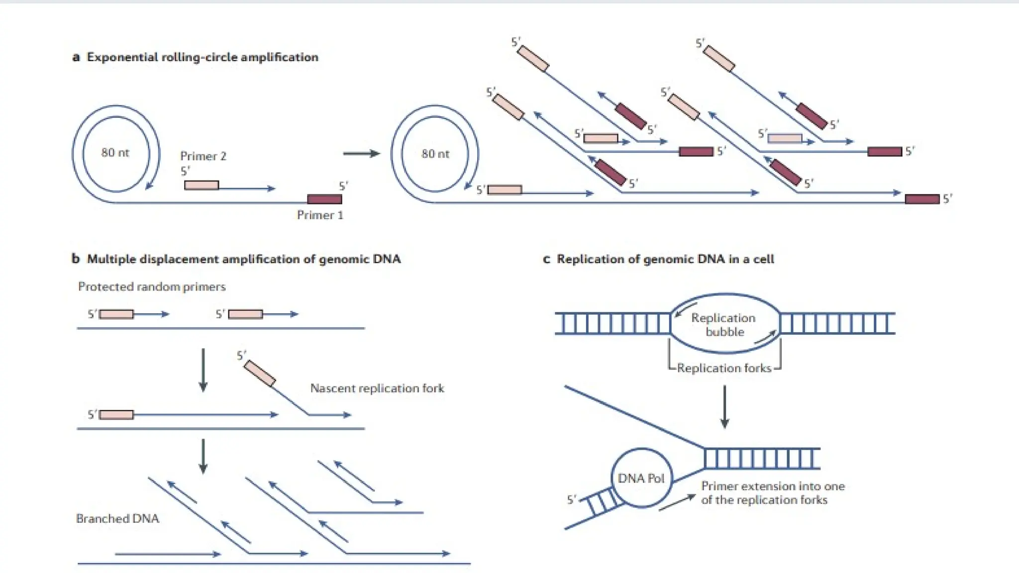 Dna sequencing in classification _microb | PPT