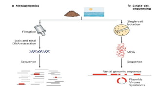 Dna sequencing in classification _microb | PPT