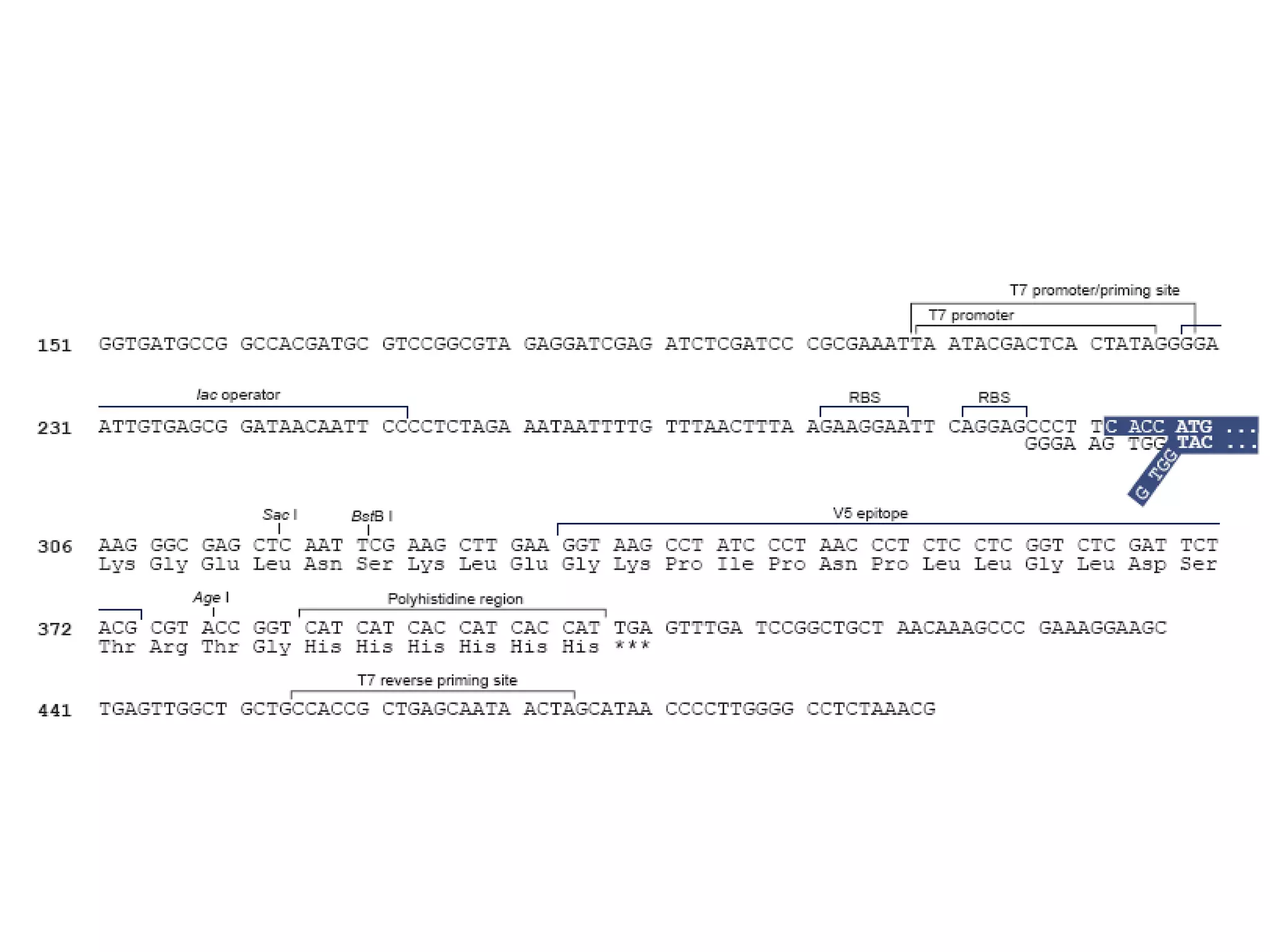 DNA Sequencing Lecture | PPT