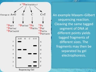 Dna sequencing | PPTX