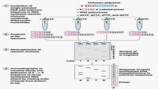 DNA sequencing mapping pdf.pdf