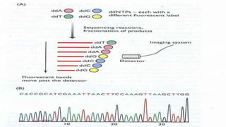 DNA sequencing mapping pdf.pdf