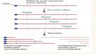 DNA sequencing mapping pdf.pdf