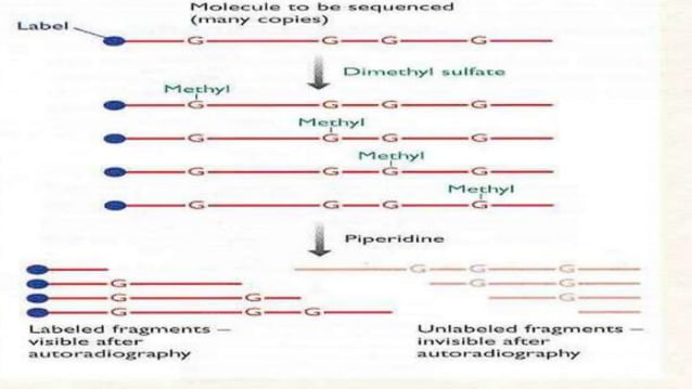 DNA sequencing mapping pdf.pdf