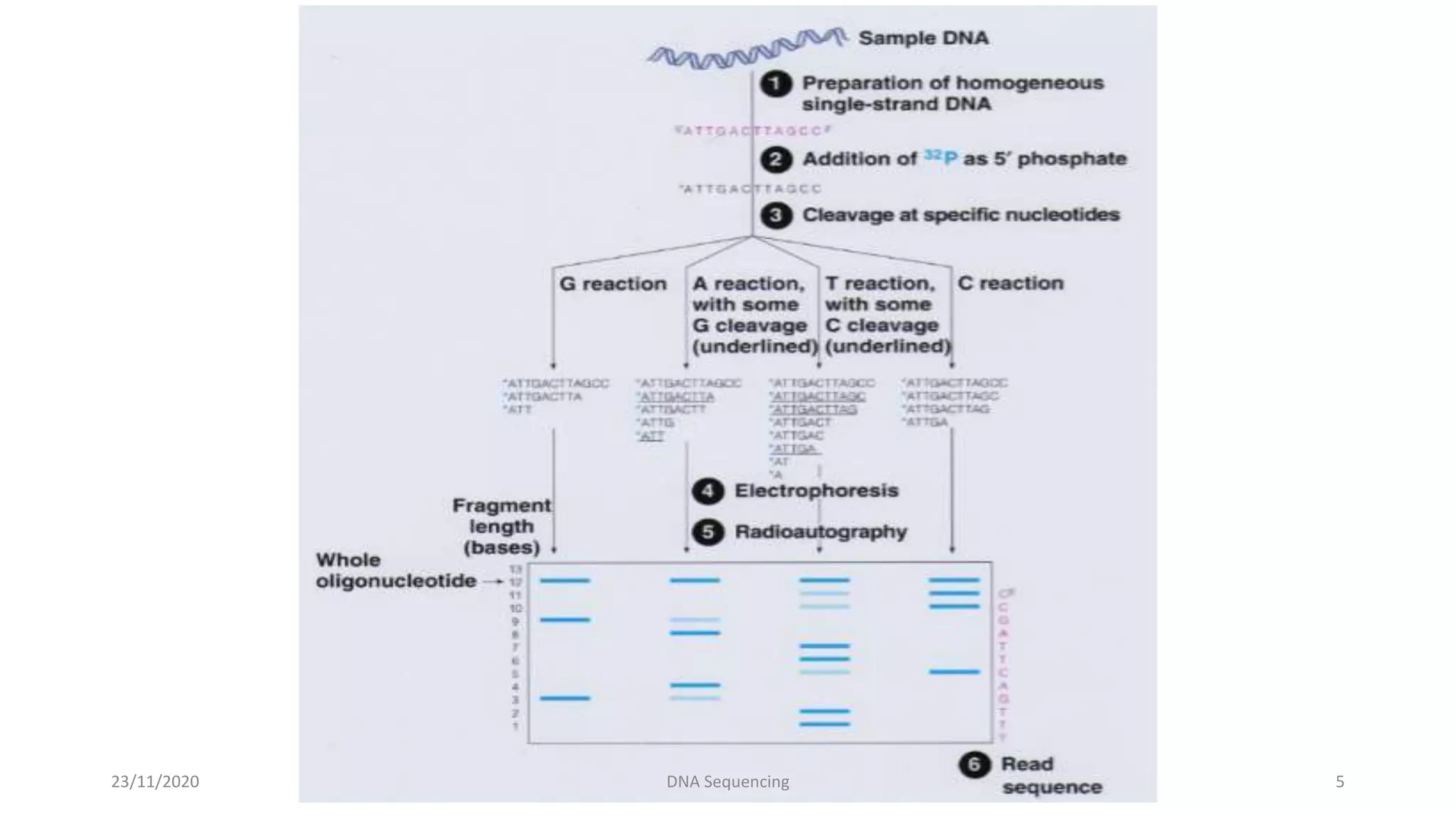 Dna sequencing methods | PPT