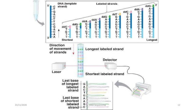 Dna sequencing methods | PPTX