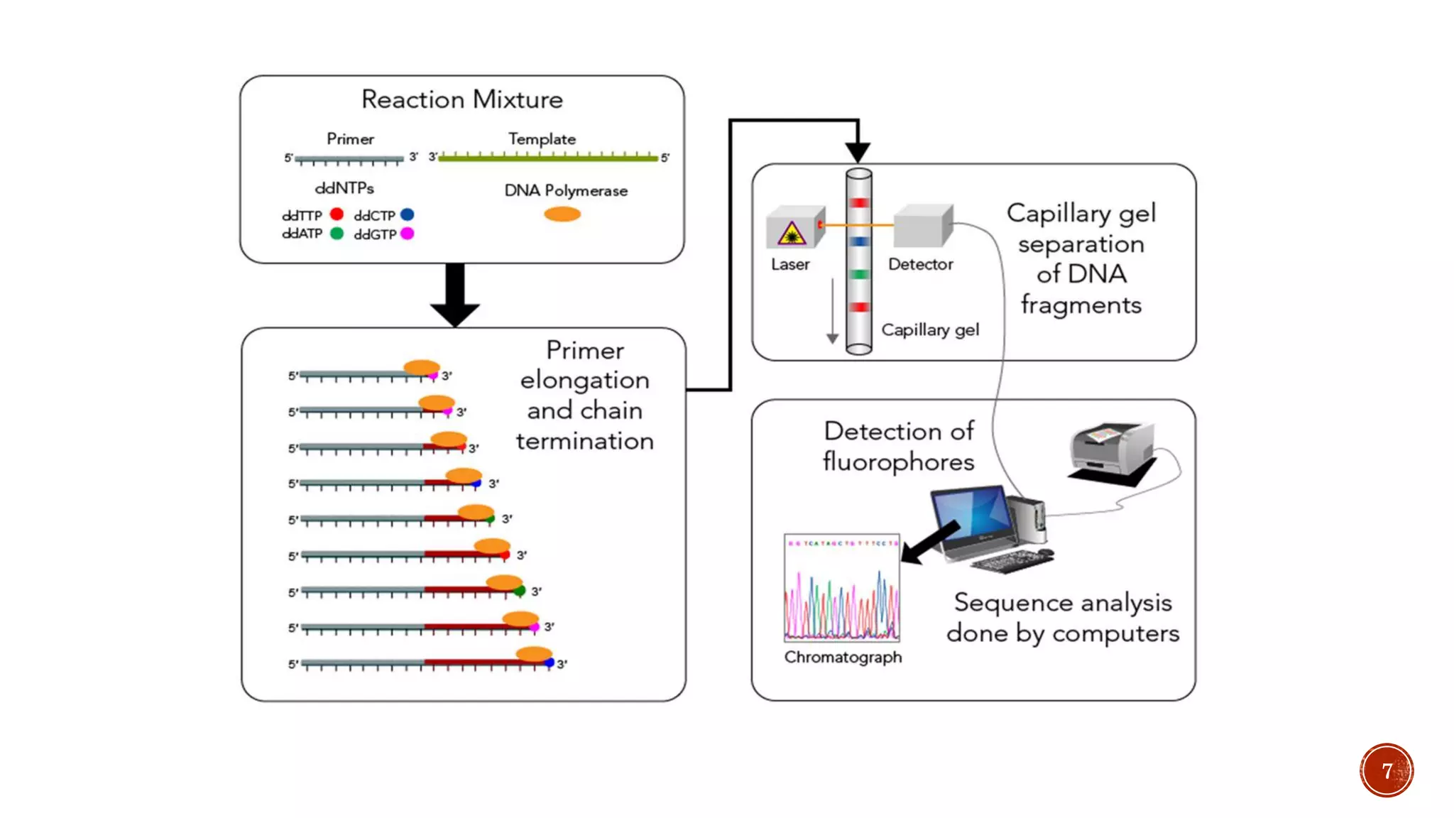 DNA sequencing methods | PPTX | Chemistry | Science