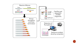 DNA sequencing methods | PPT