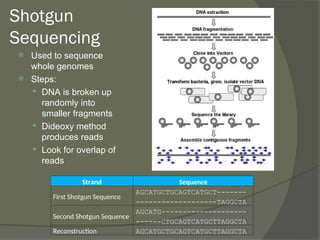 DNA Sequencing Methods.pptggggggggyyyyyy | PPT